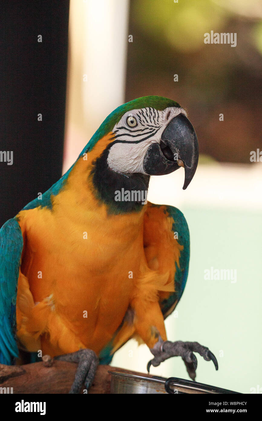 Blue and gold macaw bird Ara ararauna perches in captivity in Florida ...