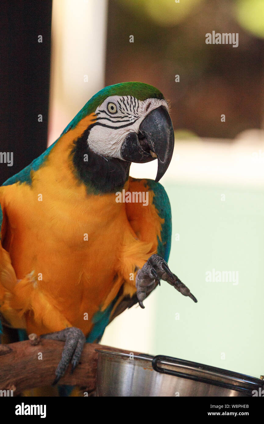 Blue and gold macaw bird Ara ararauna perches in captivity in Florida ...