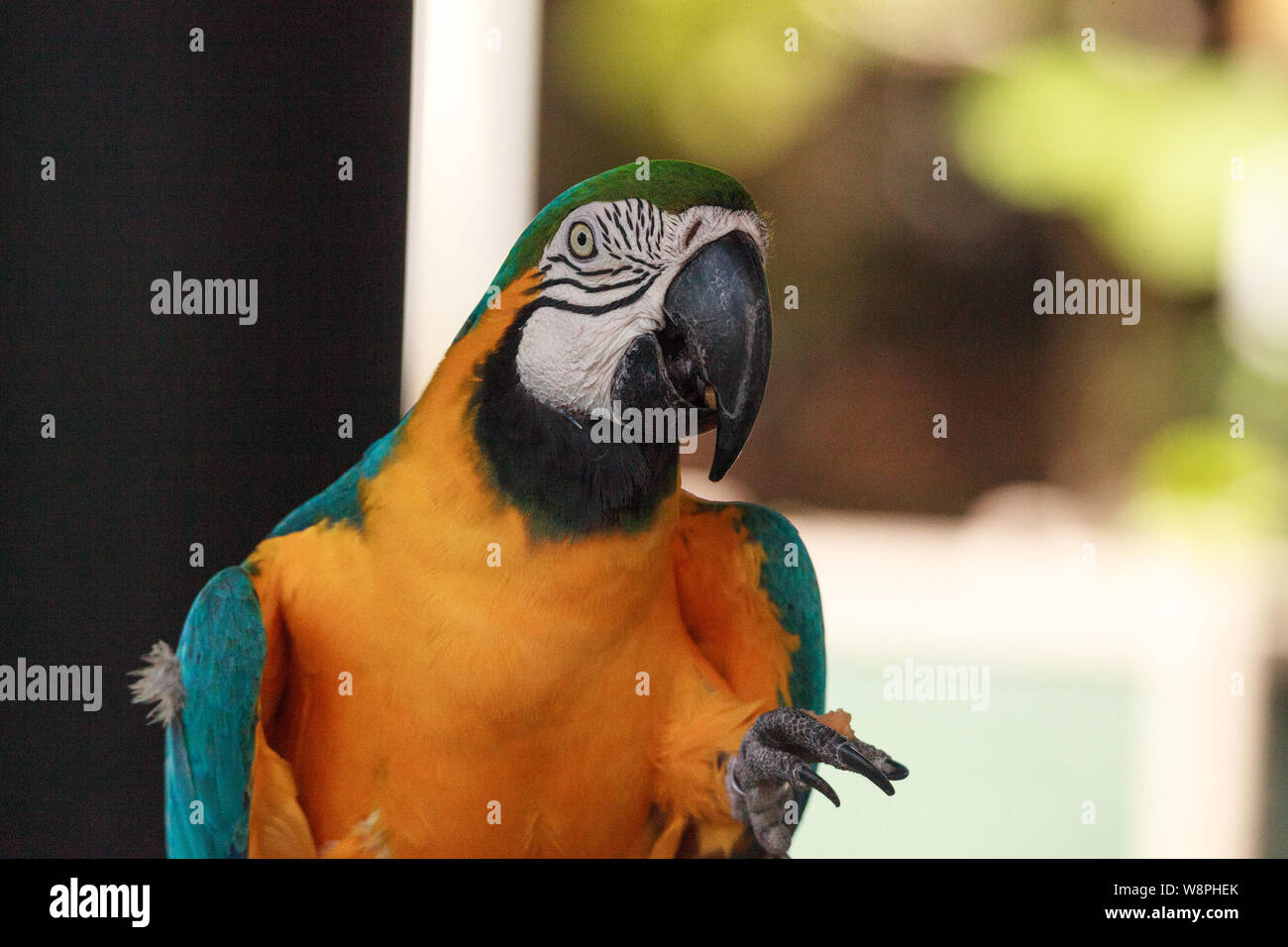 Blue and gold macaw bird Ara ararauna perches in captivity in Florida ...