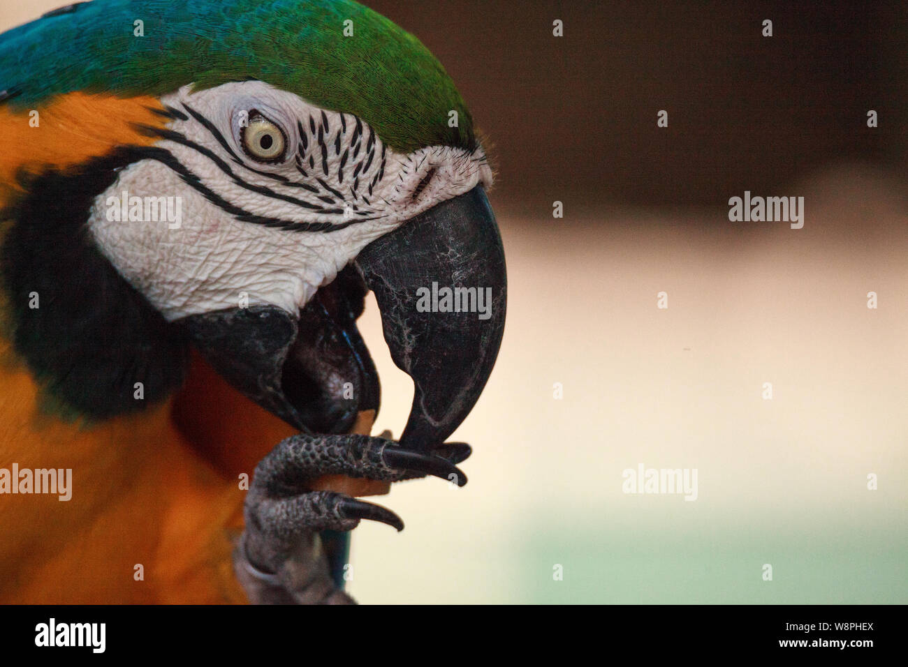 Blue and gold macaw bird Ara ararauna perches in captivity in Florida ...