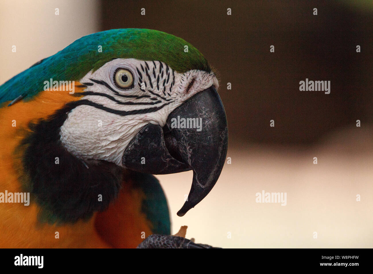 Blue and gold macaw bird Ara ararauna perches in captivity in Florida ...