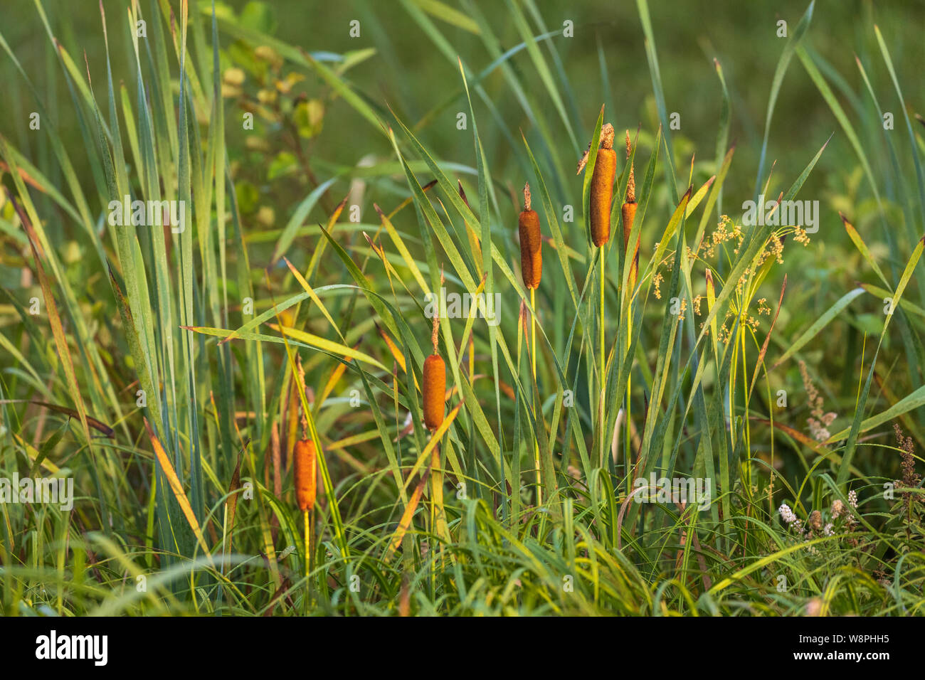 Common cattails hi-res stock photography and images - Alamy
