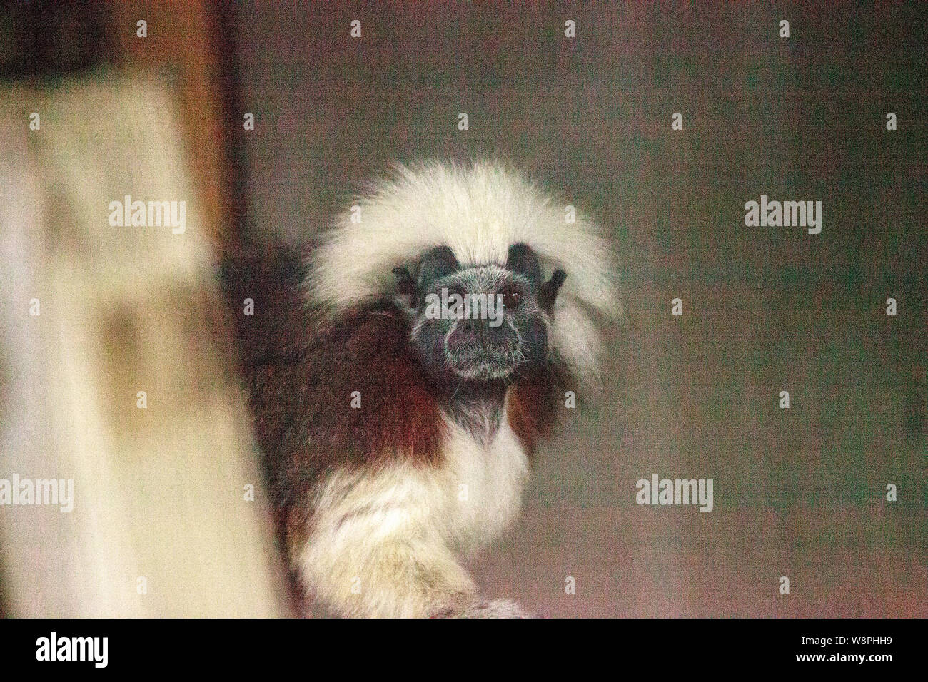 Cotton top tamarin monkey hi-res stock photography and images - Alamy