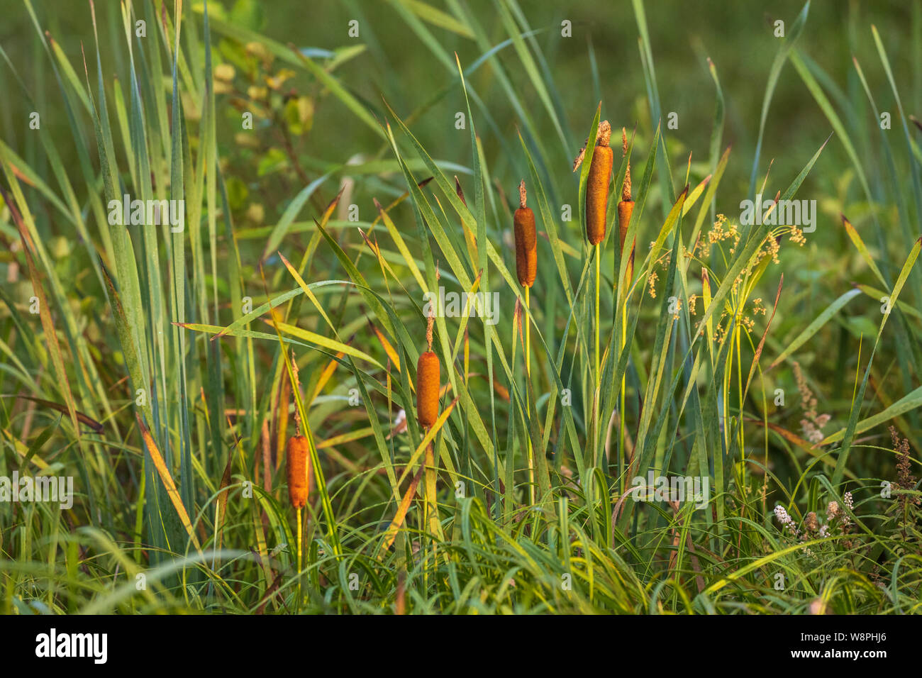 Cattails growing in northern Wisconsin Stock Photo - Alamy