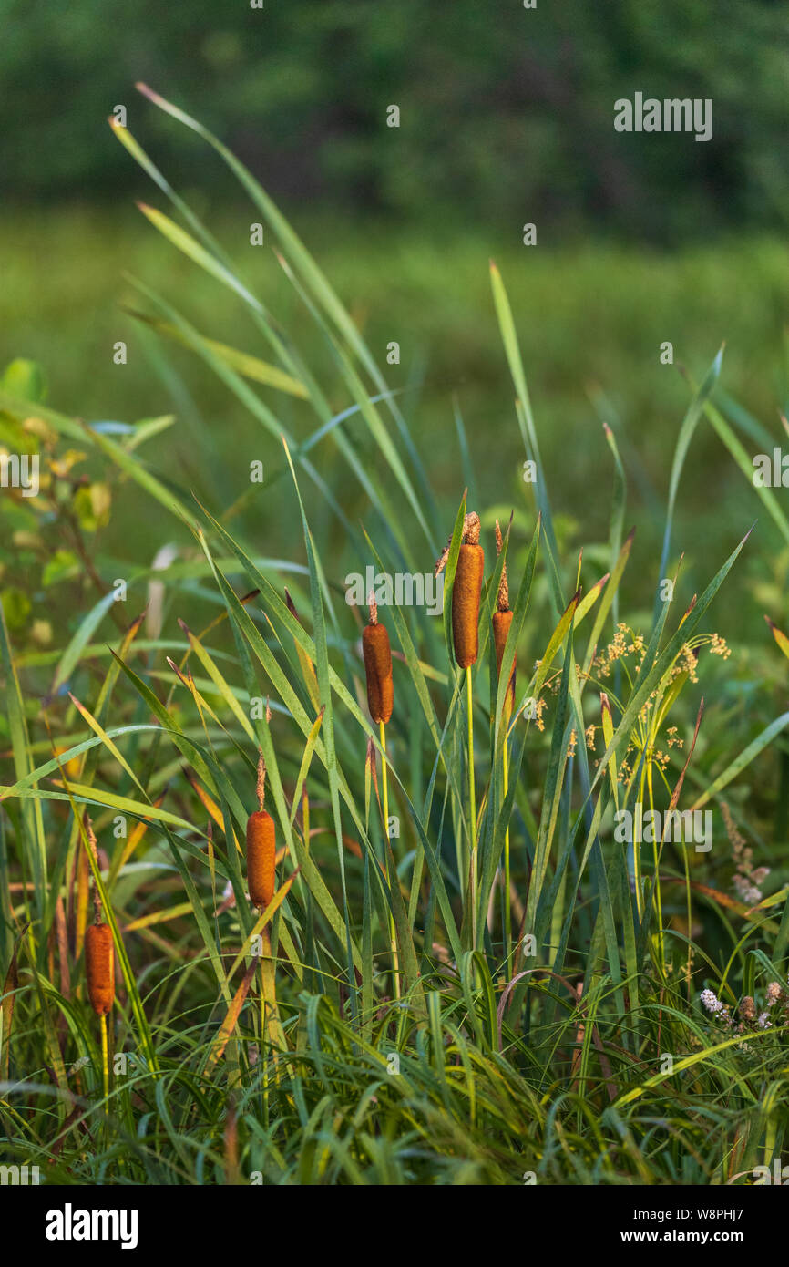 Cattails growing in northern Wisconsin Stock Photo - Alamy
