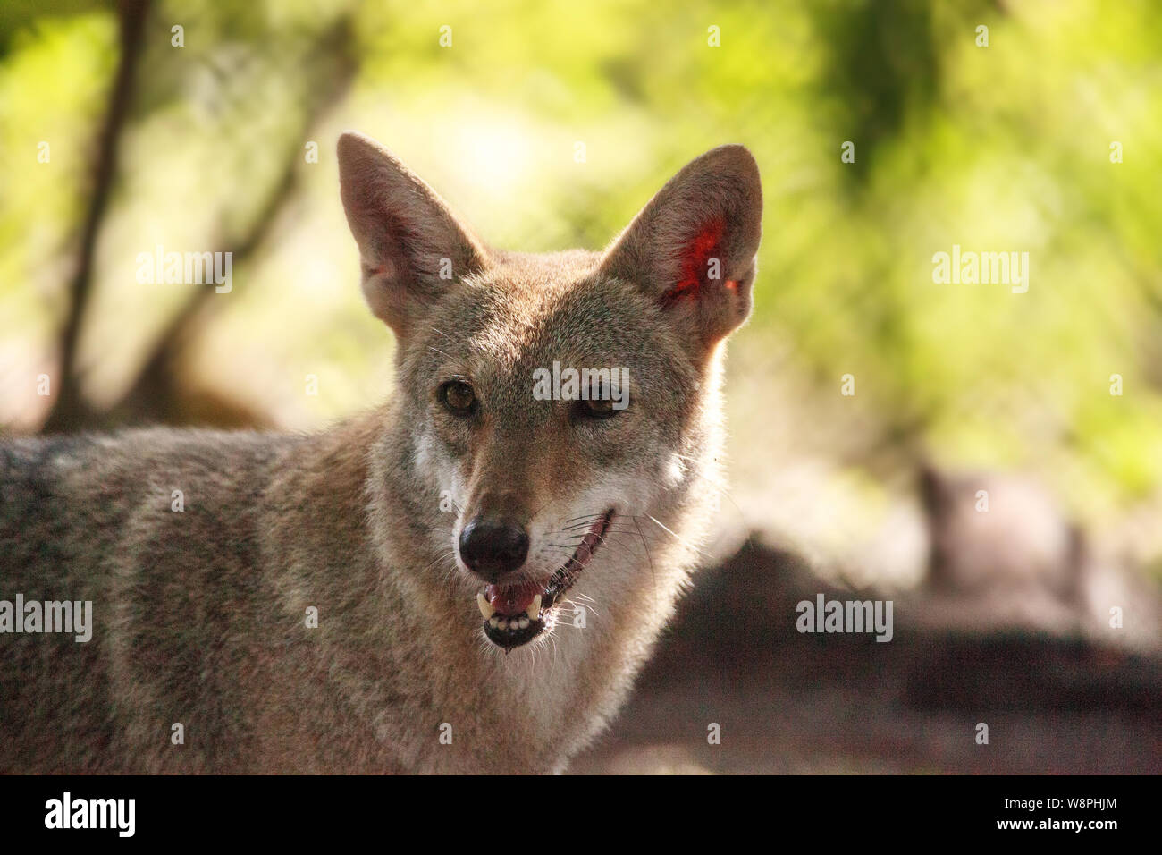 Florida coyote hi-res stock photography and images - Alamy