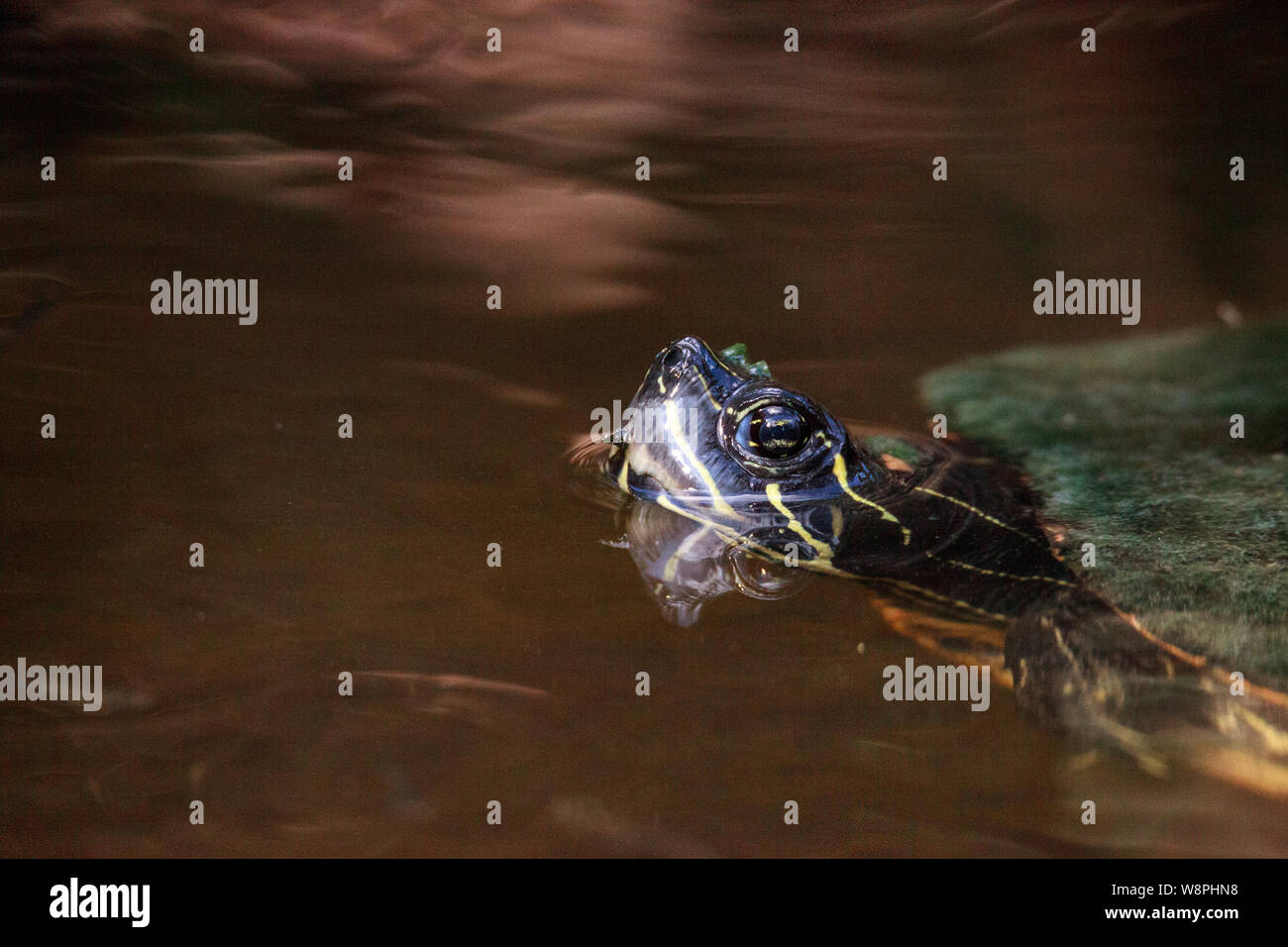 Eastern chicken turtle Deirochelys reticularia swims in a shallow pond ...