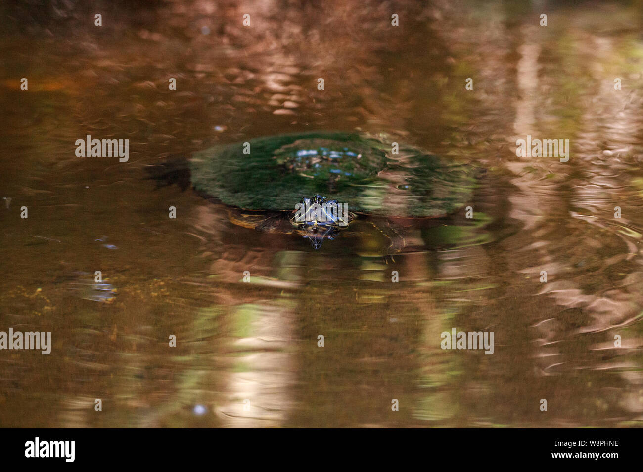 Eastern chicken turtle Deirochelys reticularia swims in a shallow pond ...