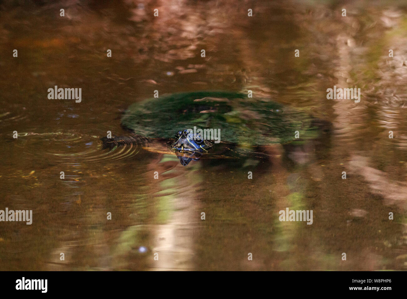 Eastern chicken turtle Deirochelys reticularia swims in a shallow pond ...