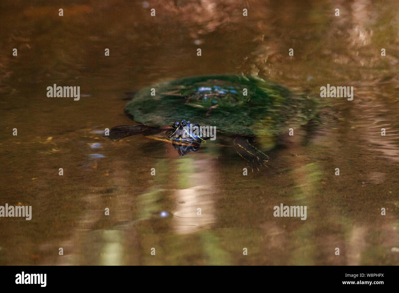 Eastern chicken turtle Deirochelys reticularia swims in a shallow pond ...