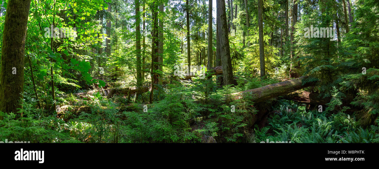 Beautiful View of the Rain Forest during a vibrant sunny summer day ...