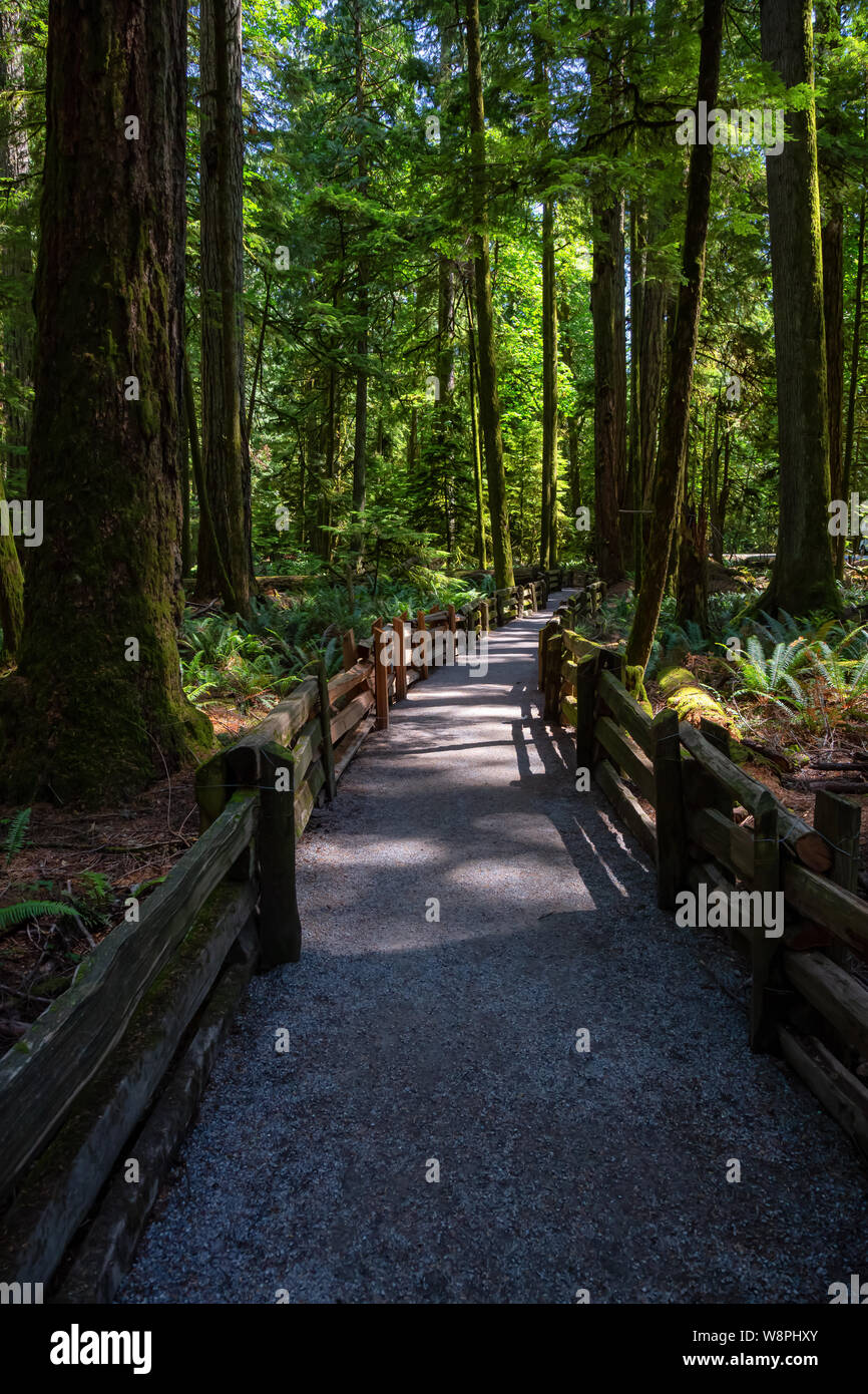 Canada north vancouver forrest trail hi-res stock photography and ...