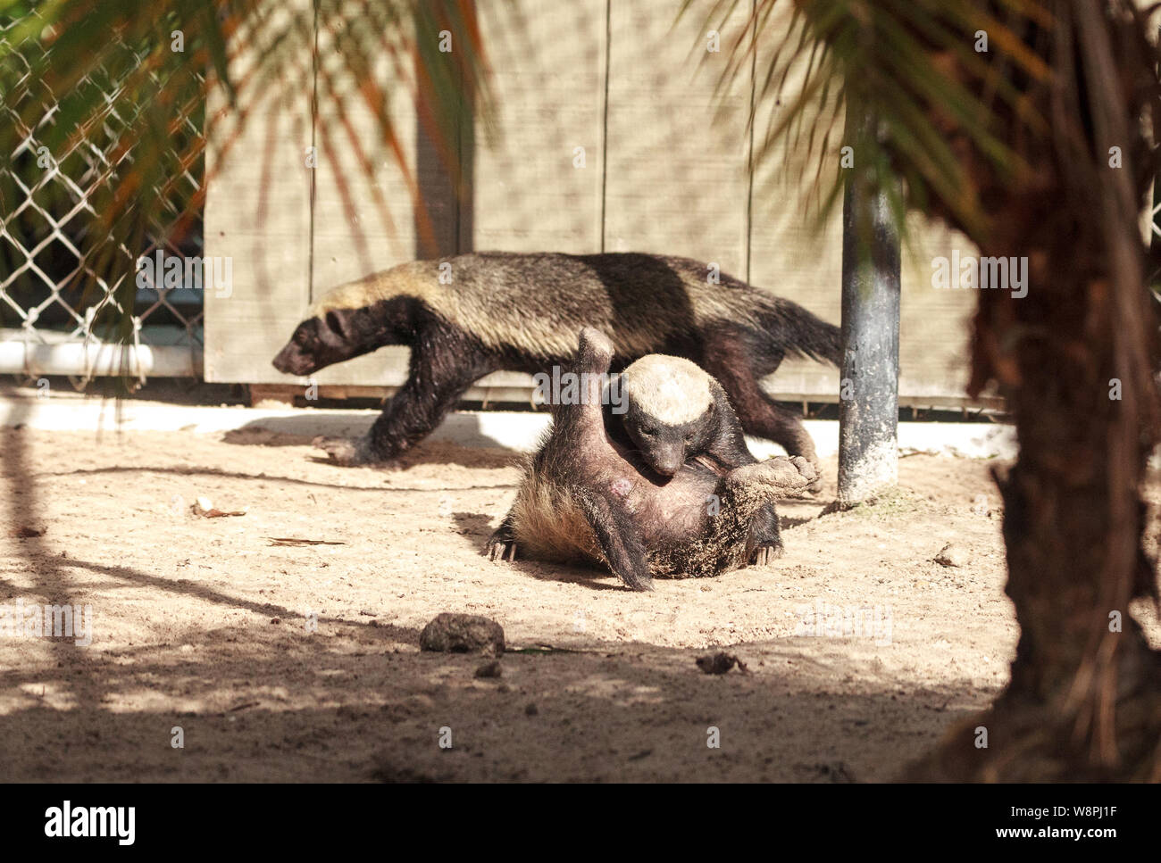Funny spread legged Honey badger Mellivora capensis is known for being ...