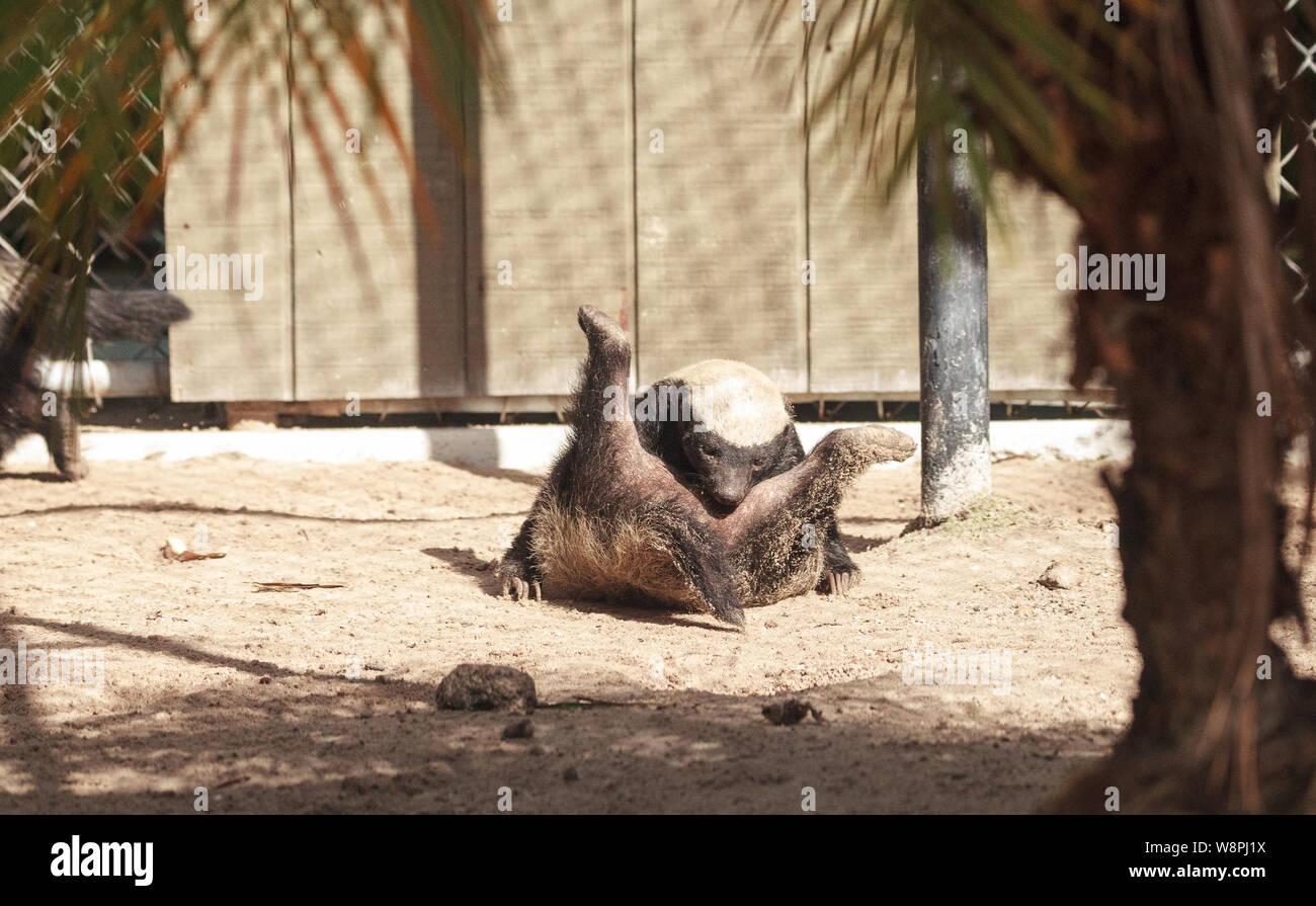 Funny spread legged Honey badger Mellivora capensis is known for being ...