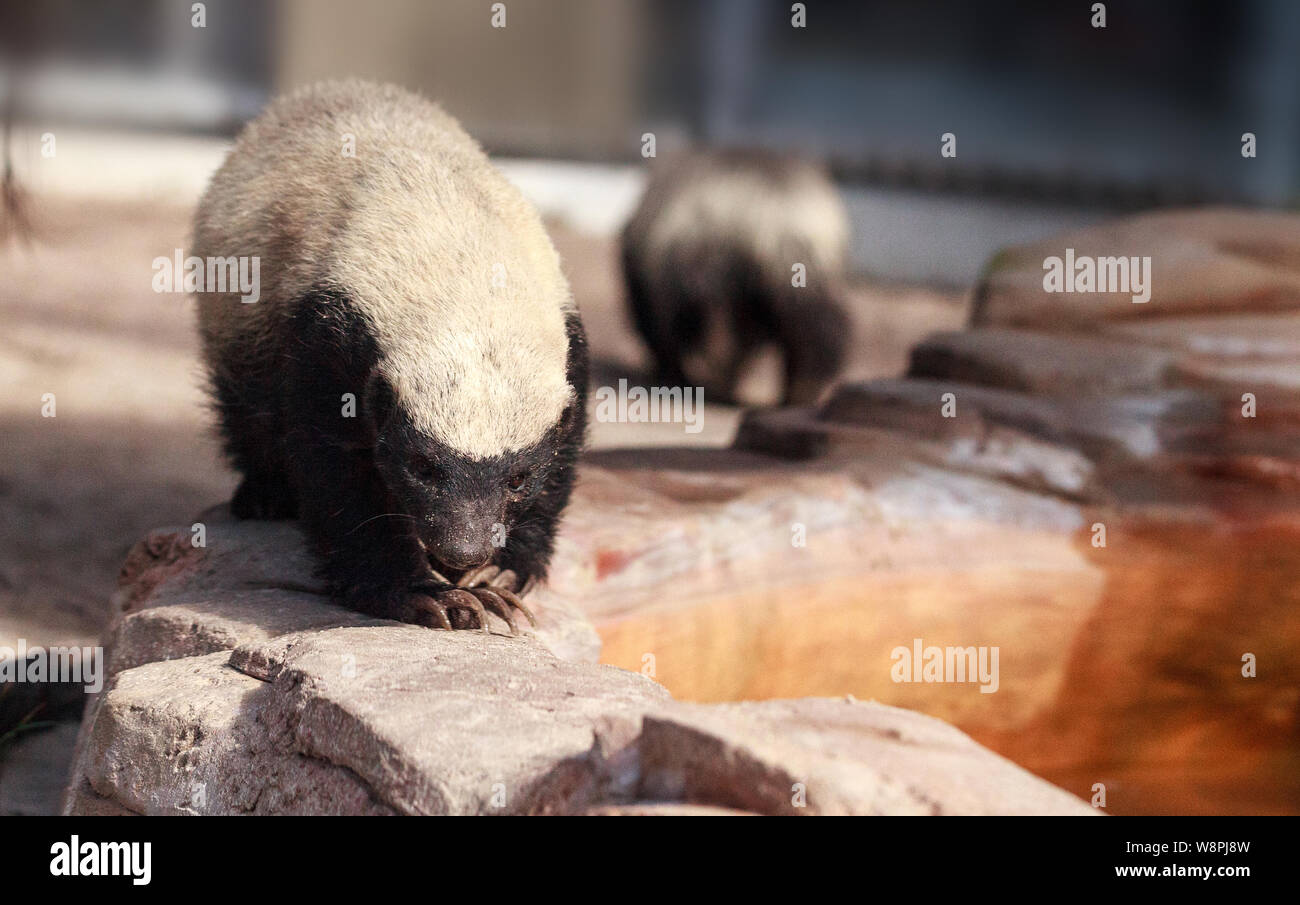 Honey badger Mellivora capensis is known for being tough and tenacious ...