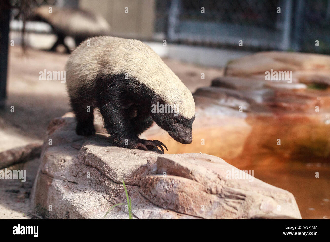 Honey badger Mellivora capensis is known for being tough and tenacious ...