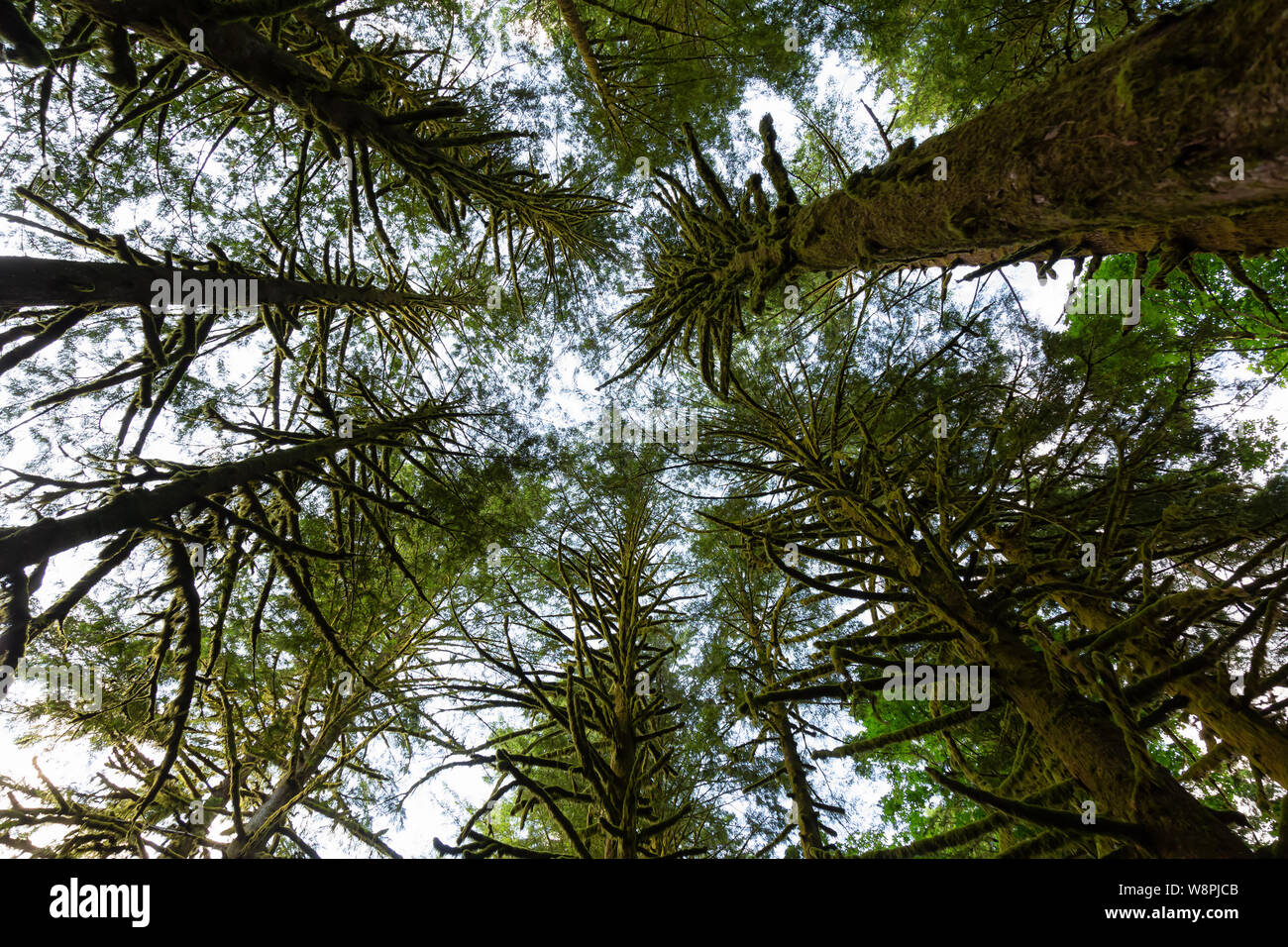 Beautiful green trees coved in moss during a vibrant summer day. Taken ...