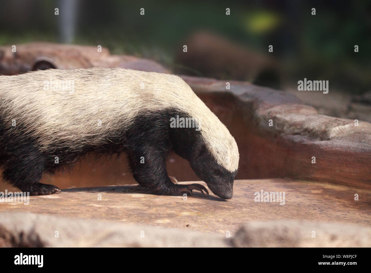 Honey badger Mellivora capensis is known for being tough and tenacious ...