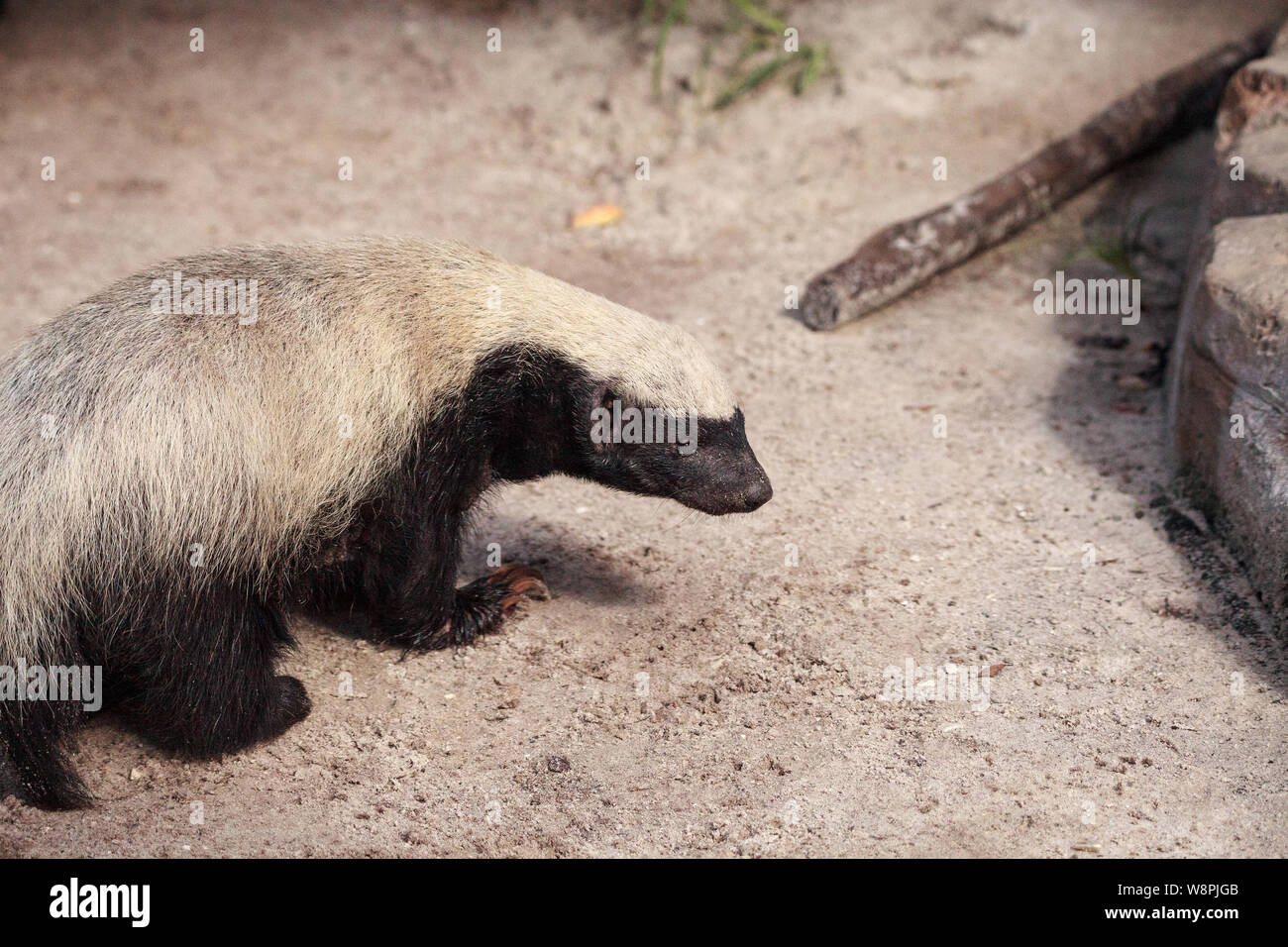 Honey badger Mellivora capensis is known for being tough and tenacious ...