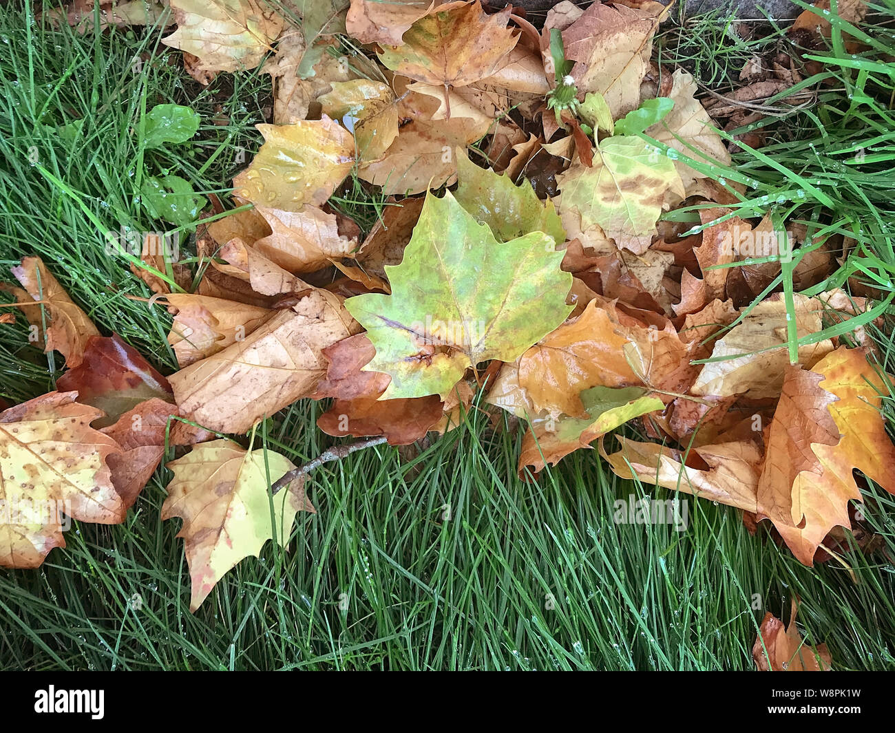 Group of Autumn Colored Leaves on a Dewy Grass in San Francisco ...