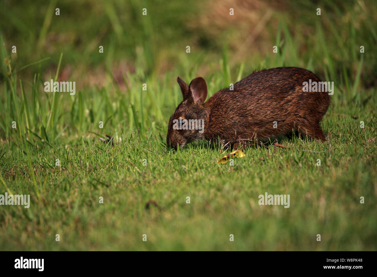 Marsh Rabbit Sylvilagus Palustris Florida High Resolution Stock ...