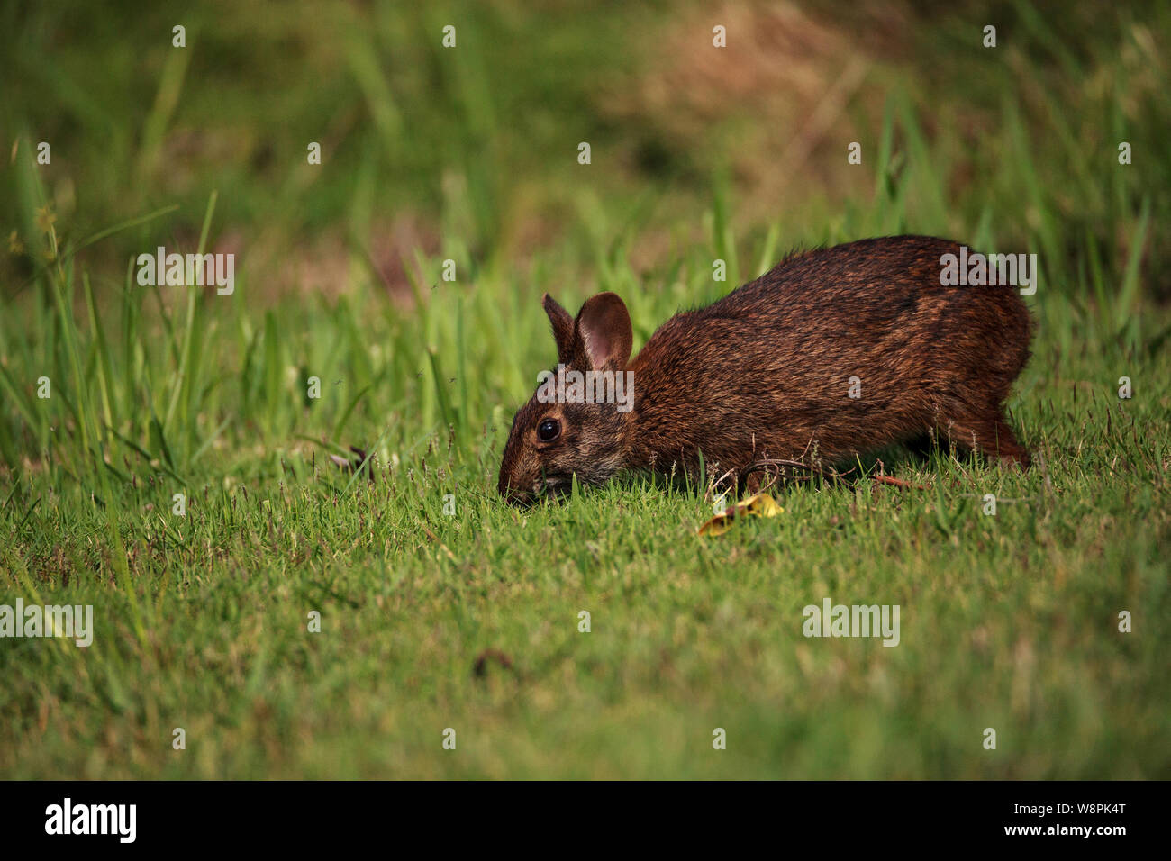Marsh rabbit Sylvilagus palustris with its short ears and large eyes in ...