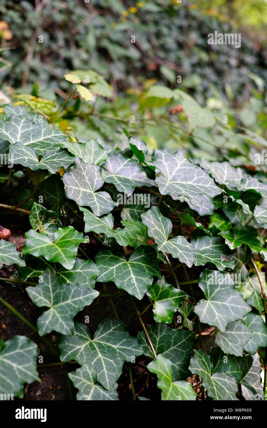 Dark Green ivy close-up. USA, Michigan, Holland Stock Photo - Alamy