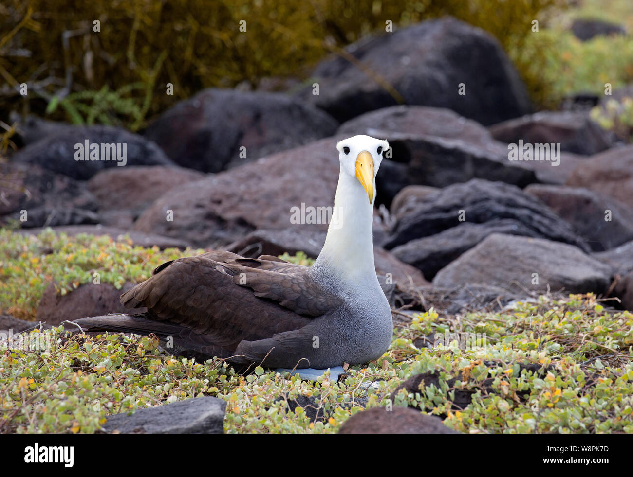 Albatross birds taken on Galapagos islands Stock Photo - Alamy