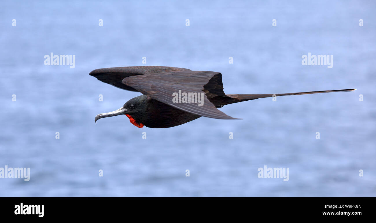 Frigate bird on seymour island hi-res stock photography and images - Alamy