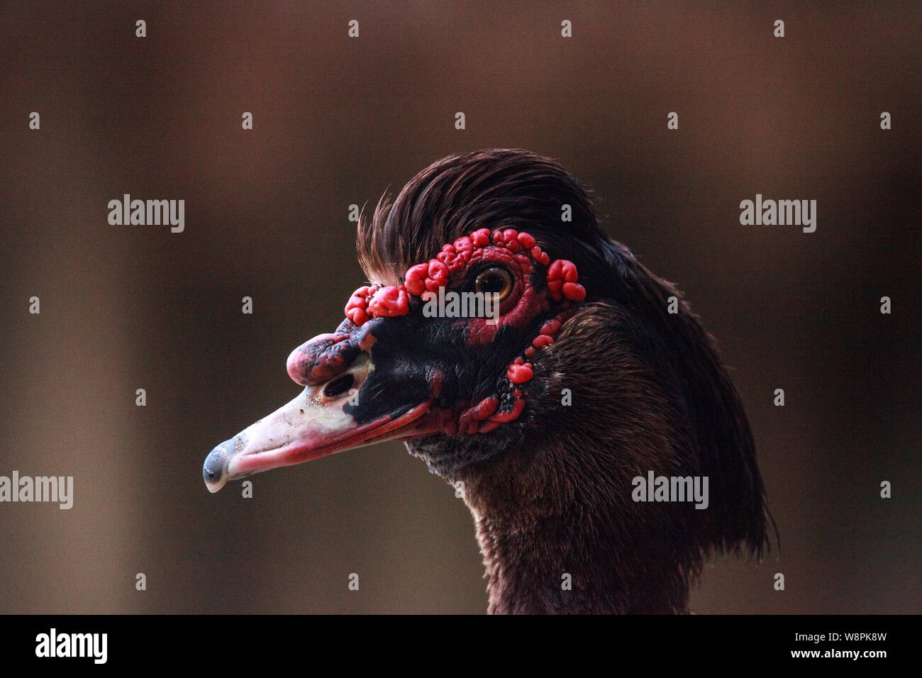 Head of a male Muscovy duck Cairina moschata with red caruncles in a ...