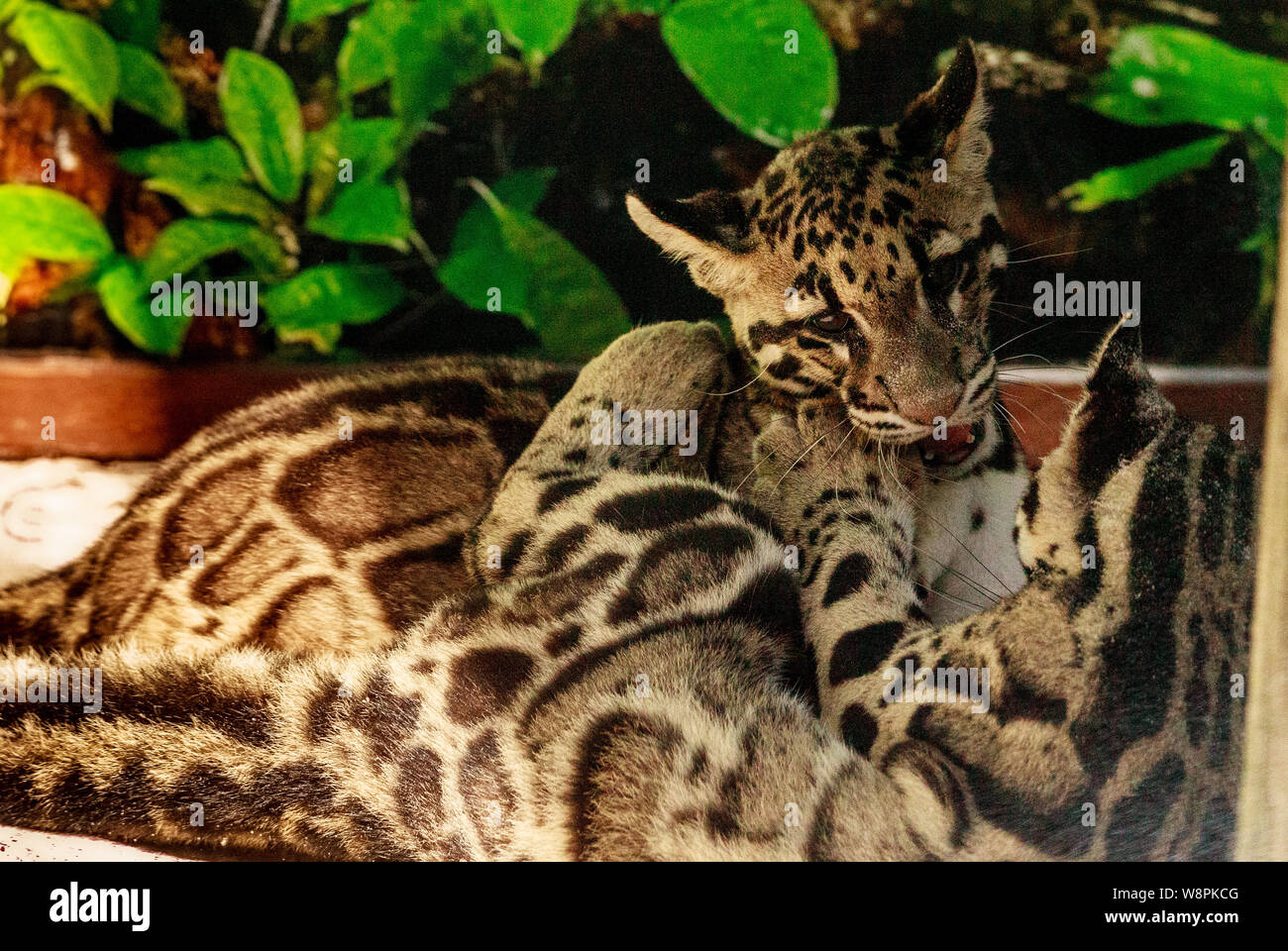 Formosan Clouded Leopard Babies