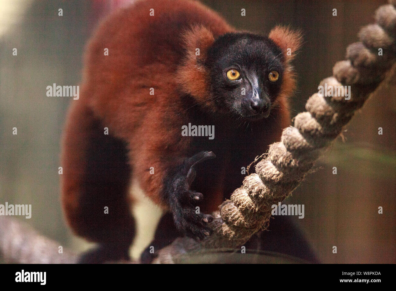 Baby red ruffed lemur pup Varecia rubra clings to rope. This species is ...