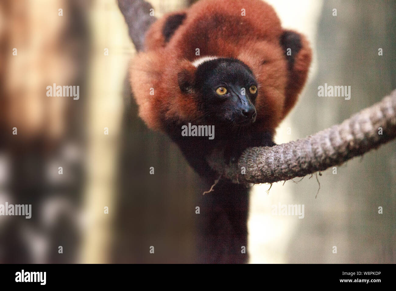 Baby red ruffed lemur pup Varecia rubra clings to rope. This species is ...