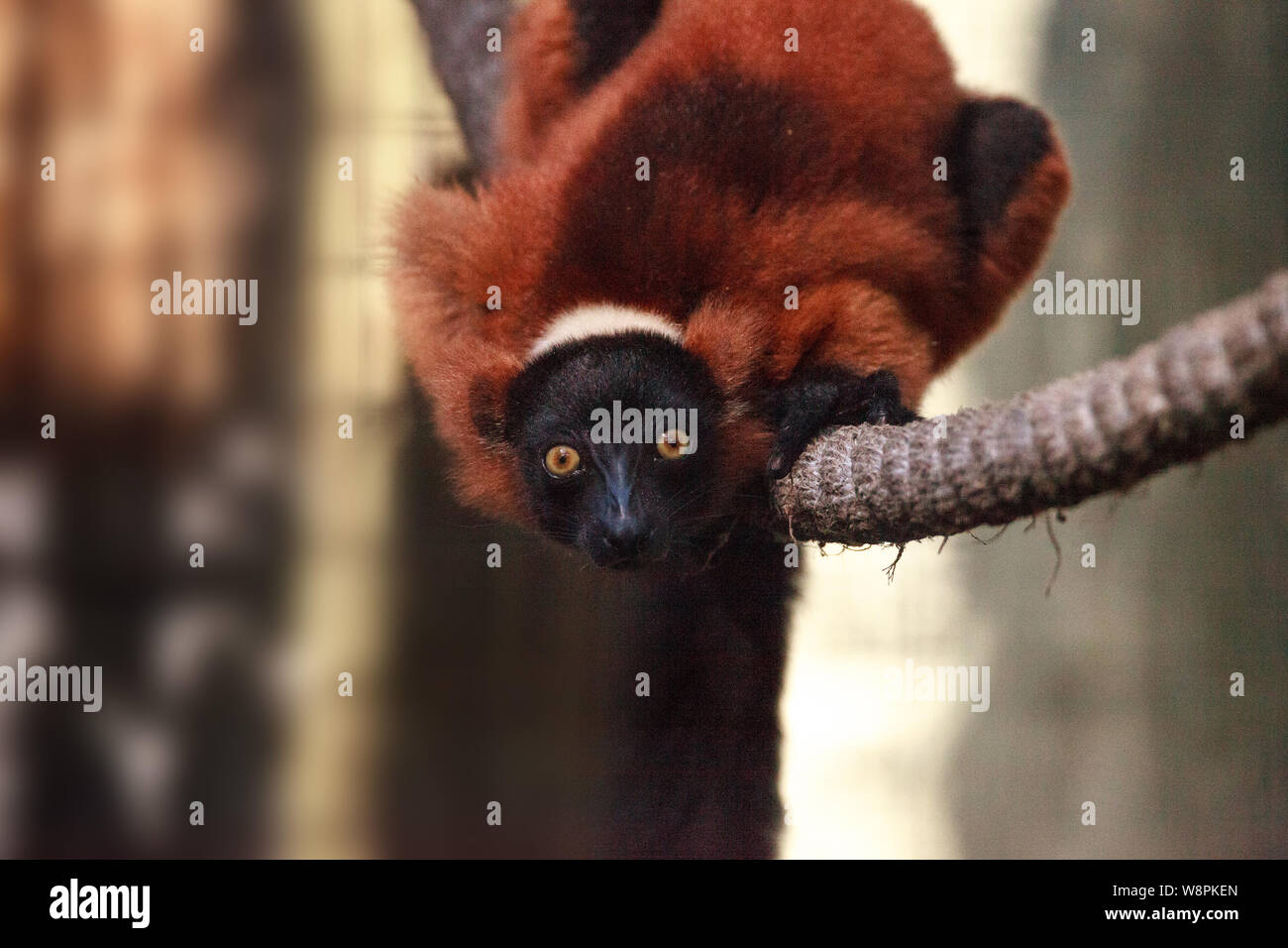 Baby red ruffed lemur pup Varecia rubra clings to rope. This species is ...