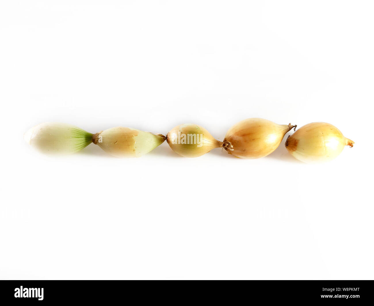 Onion, border, line, photo. Useful product, a plant for food Stock ...