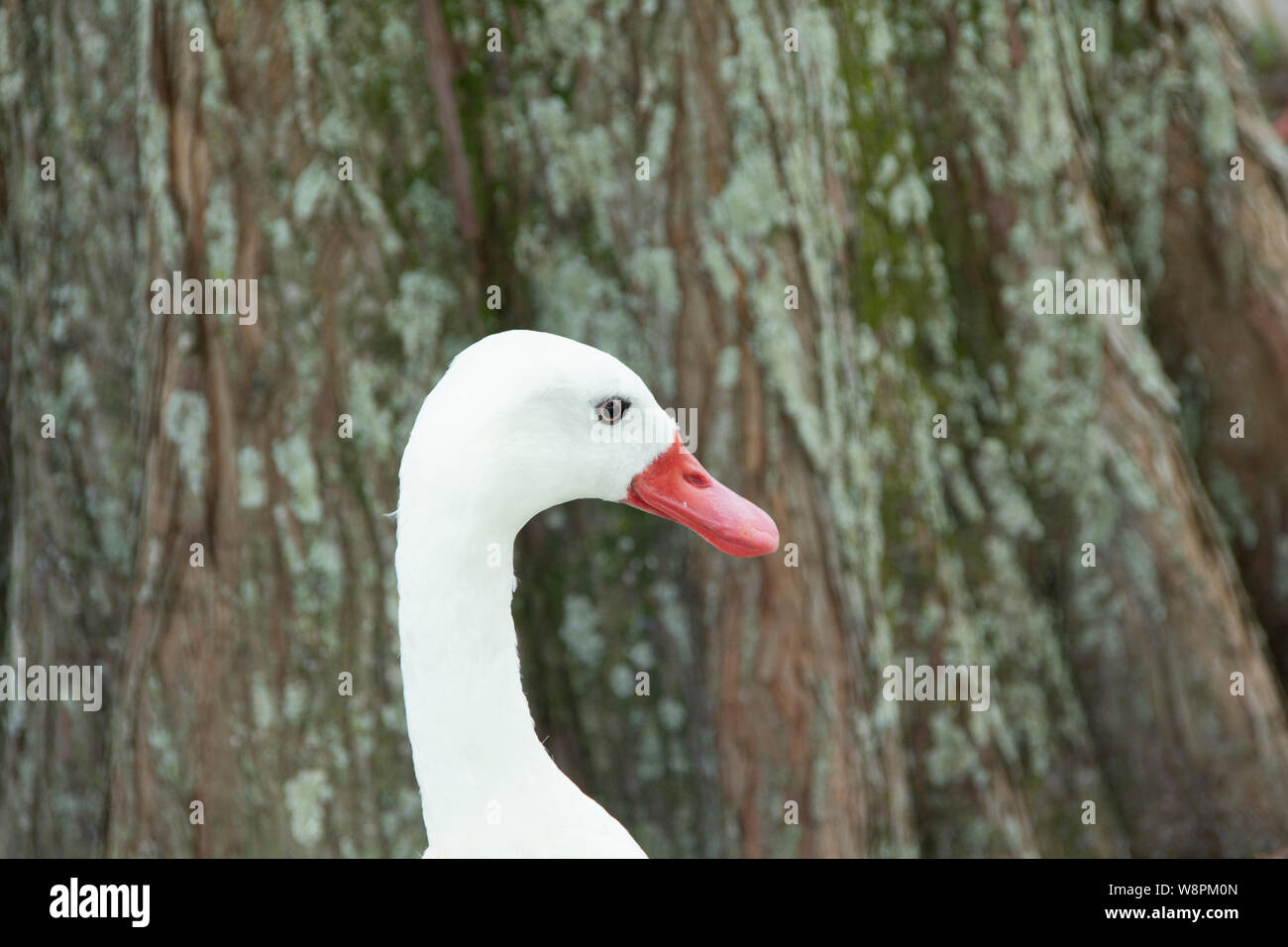 Strange white duck with an orange beak in profile view. Side view of ...