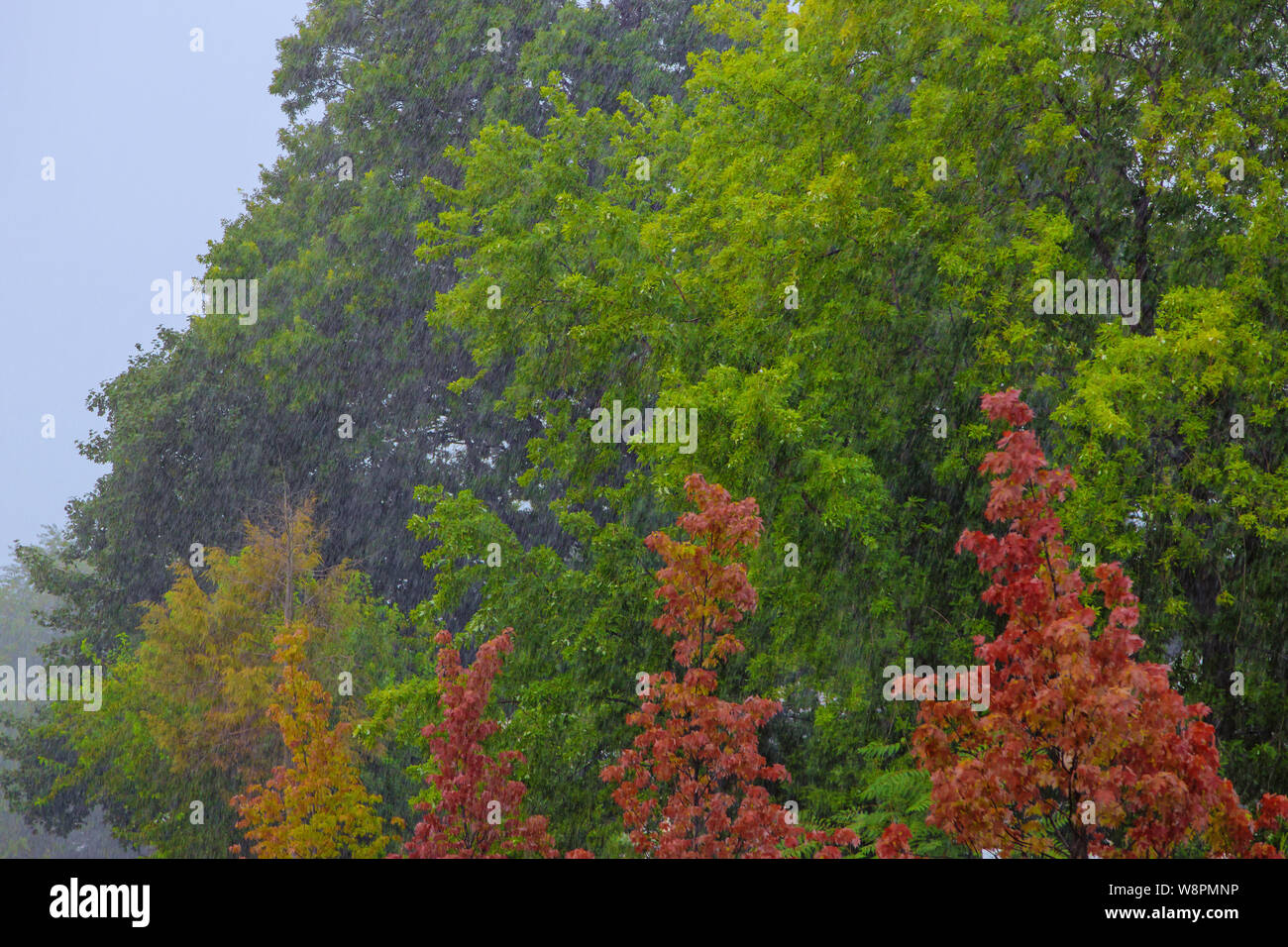Rain storm over rainforest hi-res stock photography and images - Alamy