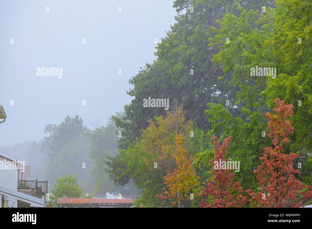Heavy rain on of green trees landscape in the wet autumn rain drops ...