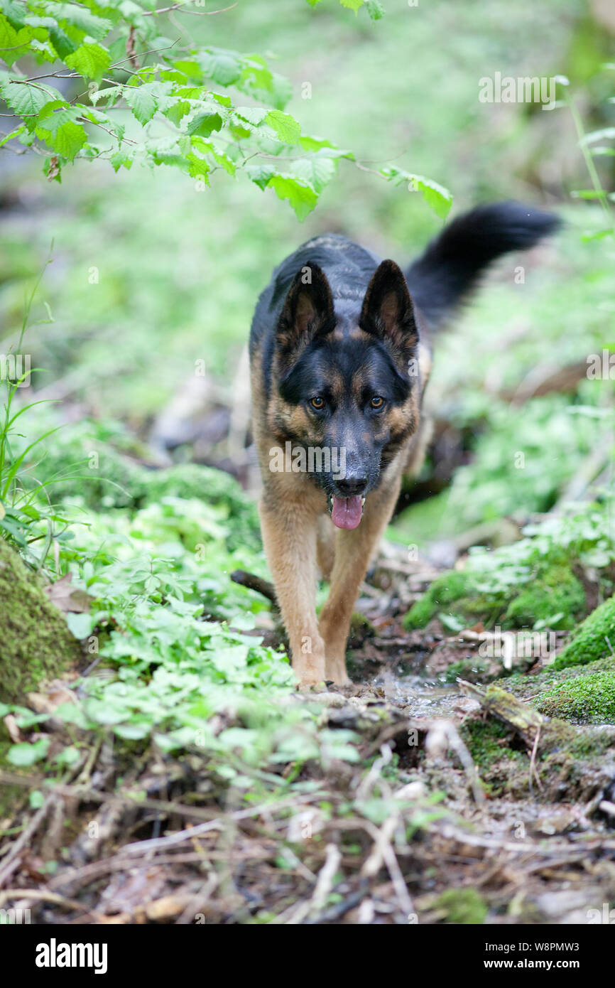 german shepherd dog in forest frontal view Stock Photo - Alamy