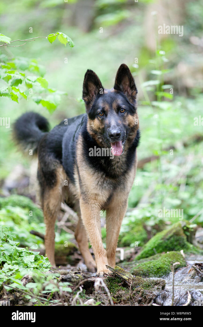 german shepherd dog in forest frontal view Stock Photo - Alamy