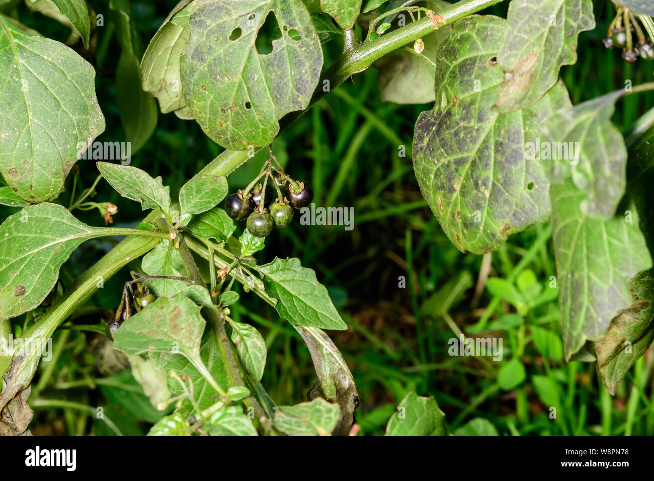 Deadly nightshade garden hi-res stock photography and images - Alamy