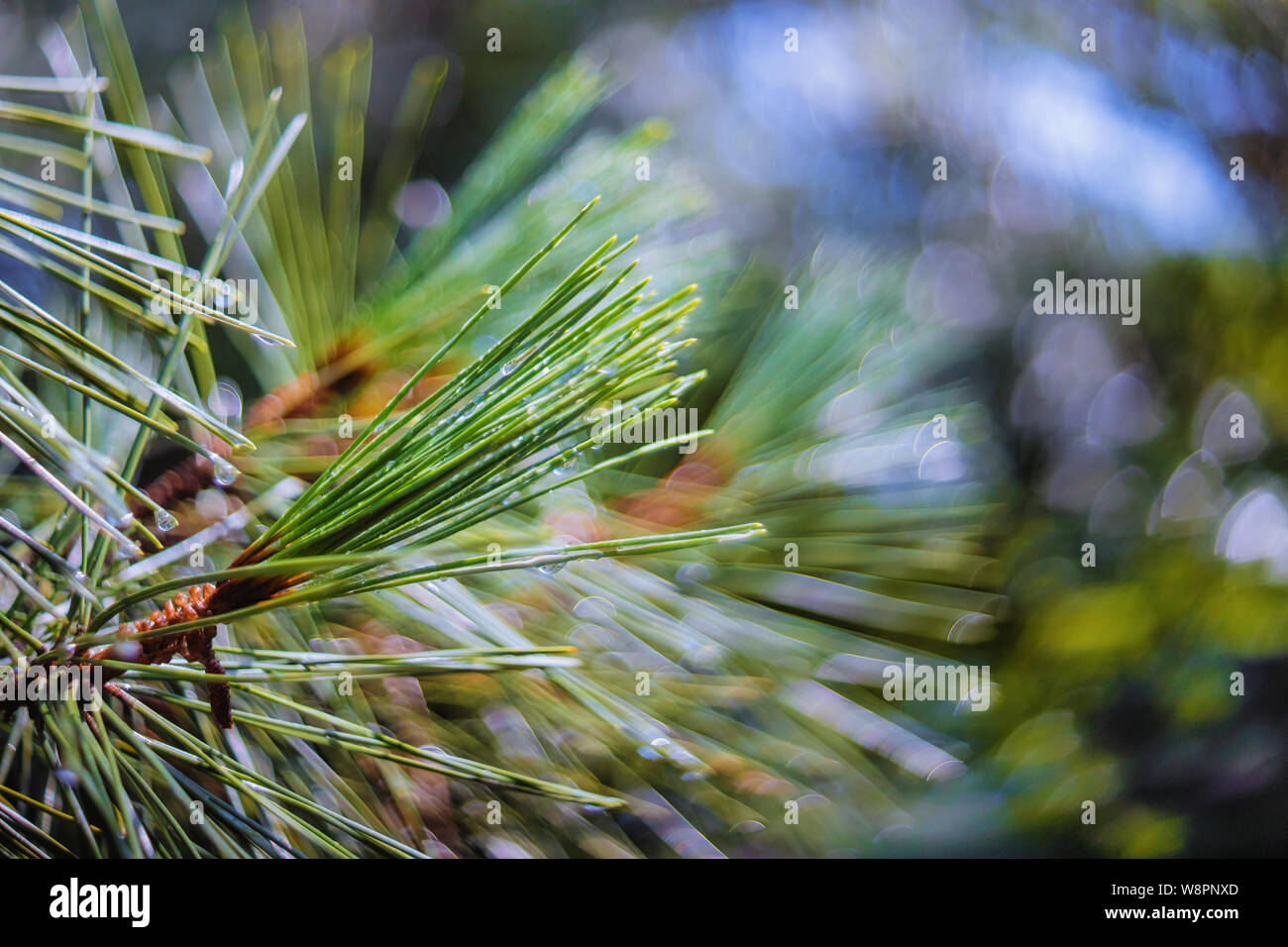 Few raindrops selective focus of pine tree branch with background bokeh ...