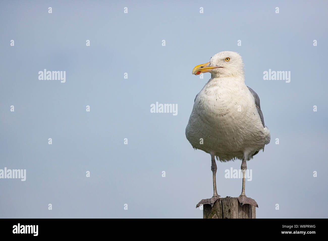 Smelly bird hi-res stock photography and images - Alamy