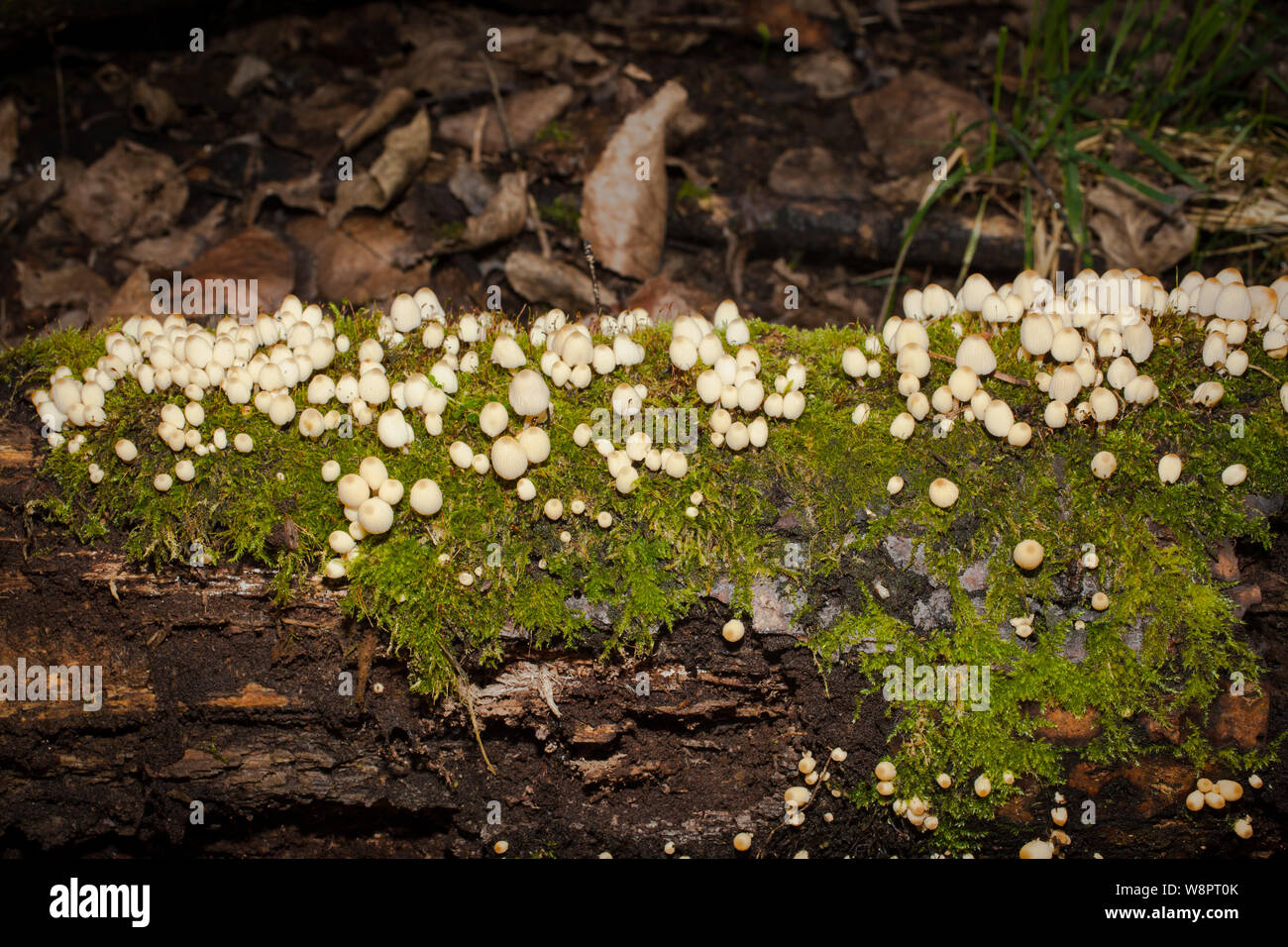 A Look at life in New Zealand. Foraging for Wonderful Winter Fungi ...