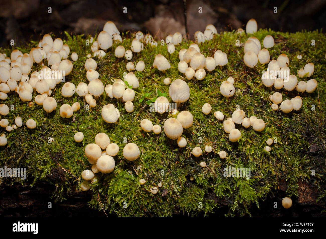 A Look at life in New Zealand. Foraging for Wonderful Winter Fungi ...