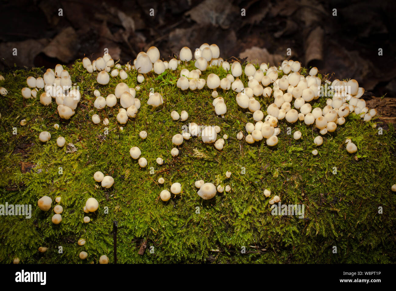 A Look at life in New Zealand. Foraging for Wonderful Winter Fungi ...