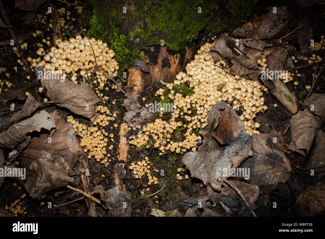A Look at life in New Zealand. Foraging for Wonderful Winter Fungi ...