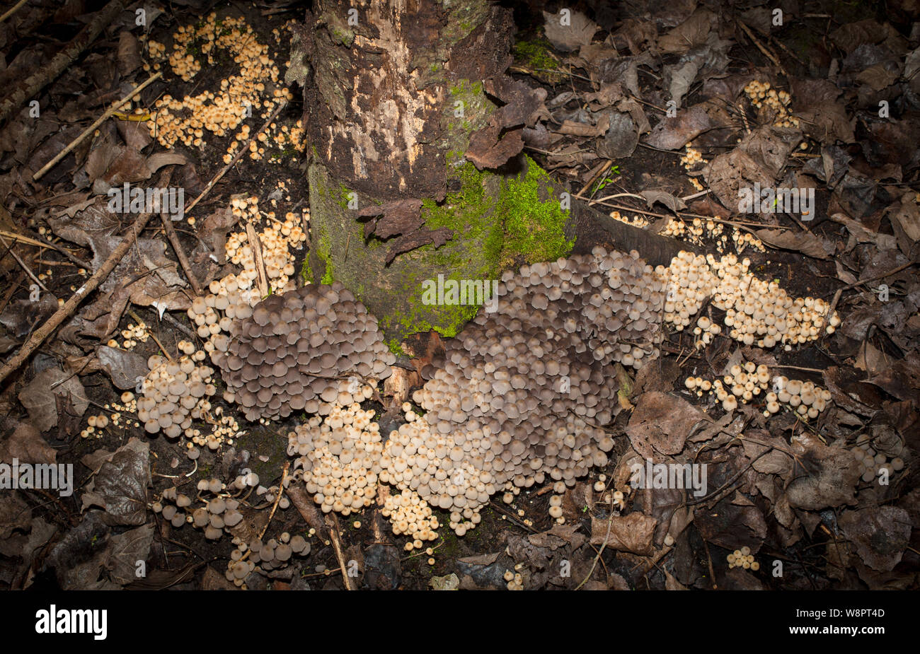A Look at life in New Zealand. Foraging for Wonderful Winter Fungi ...