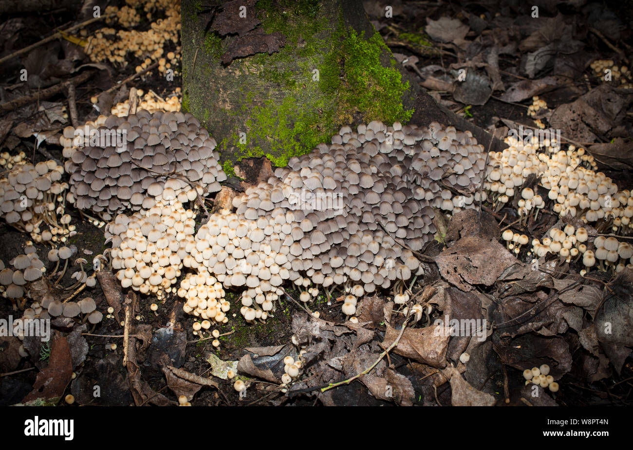 Fairies ink cap hi-res stock photography and images - Alamy