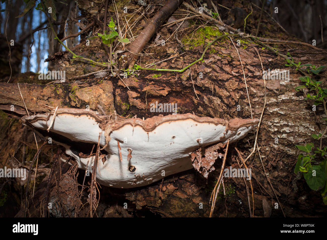 Artist's Conk (Ganoderma applanatum). Mid-winter fungi: New Zealand ...